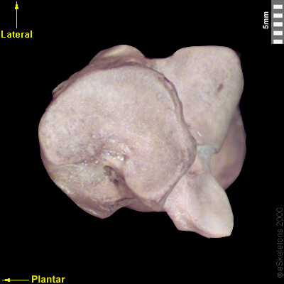 Bone Viewer | eSkeletons