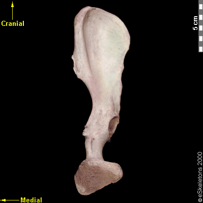 Bone Viewer | eSkeletons