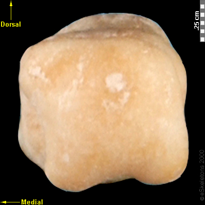 Bone Viewer | eSkeletons