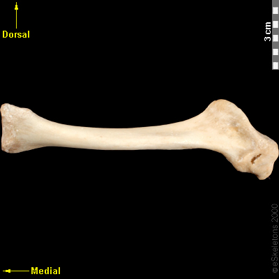Bone Viewer | eSkeletons