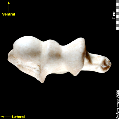 Bone Viewer | eSkeletons