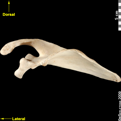 Bone Viewer | eSkeletons