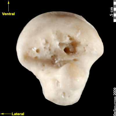 Bone Viewer | eSkeletons