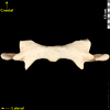 Bone Viewer | eSkeletons