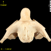 Bone Viewer | eSkeletons