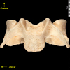 Bone Viewer | eSkeletons