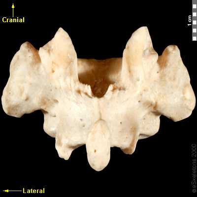 Bone Viewer | eSkeletons