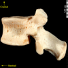 Bone Viewer | eSkeletons