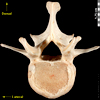 Bone Viewer | eSkeletons