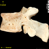 Bone Viewer | eSkeletons
