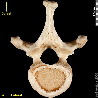 Bone Viewer | eSkeletons