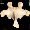 Bone Viewer | eSkeletons
