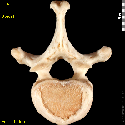 Bone Viewer | eSkeletons