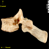 Bone Viewer | eSkeletons