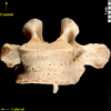 Bone Viewer | eSkeletons