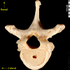 Bone Viewer | eSkeletons