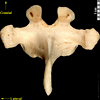 Bone Viewer | eSkeletons