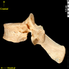 Bone Viewer | eSkeletons