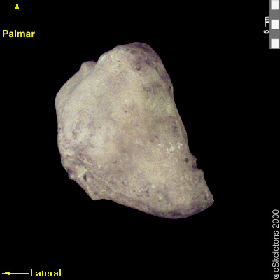 Bone Viewer | eSkeletons