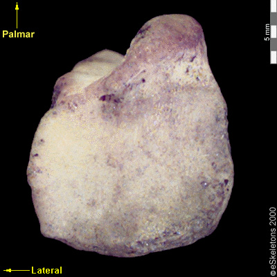 Bone Viewer | eSkeletons
