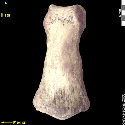 Bone Viewer | eSkeletons