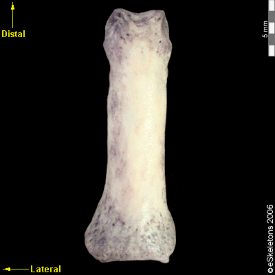 Bone Viewer | eSkeletons