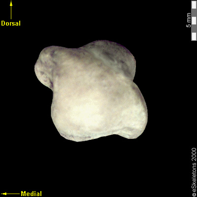 Bone Viewer | eSkeletons