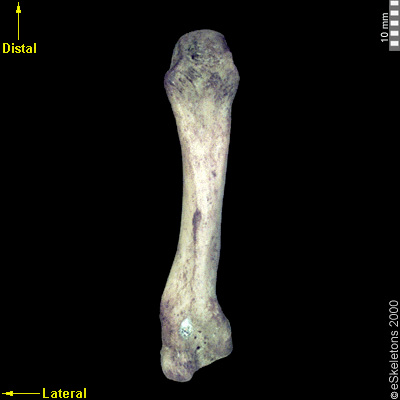 Bone Viewer | eSkeletons