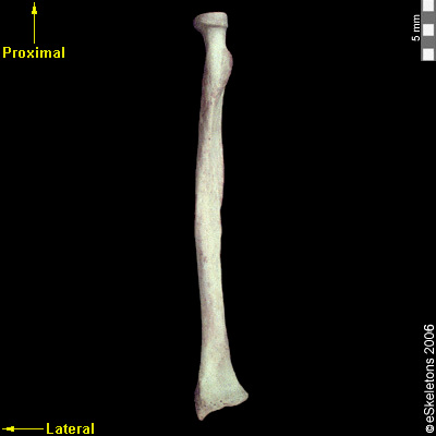 Bone Viewer | eSkeletons
