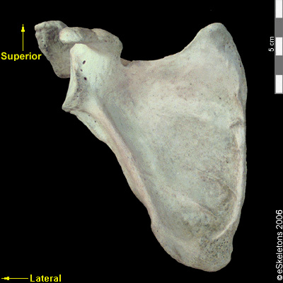 Bone Viewer | eSkeletons