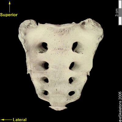 Bone Viewer | eSkeletons