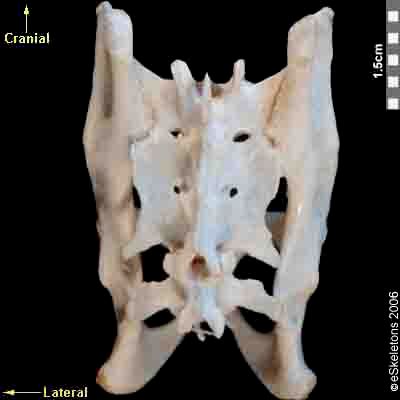 Bone Viewer | eSkeletons