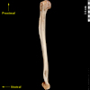 Bone Viewer | eSkeletons