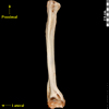 Bone Viewer | eSkeletons