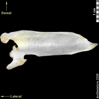 Bone Viewer | eSkeletons