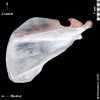 Bone Viewer | eSkeletons