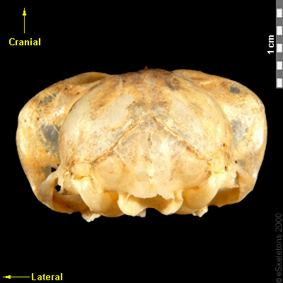 Bone Viewer | eSkeletons