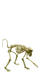 eSkeletons | eSkeletons