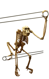 eSkeletons | eSkeletons